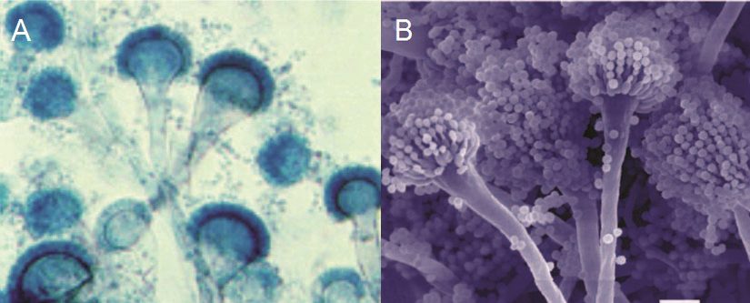 About Aspergillus | The AFWG