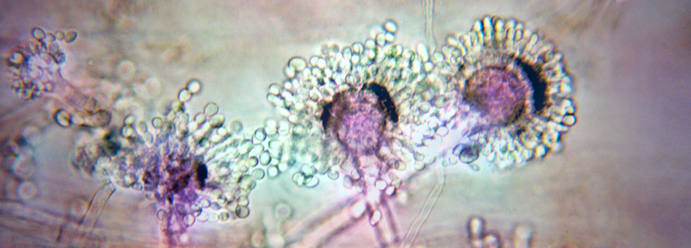 About Aspergillus | The AFWG